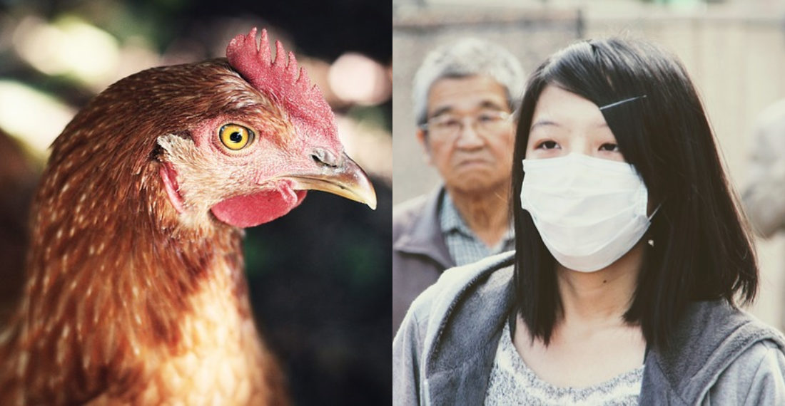 Taiwán sacrificó más de 32 mil pollos para detener brote de gripe aviar